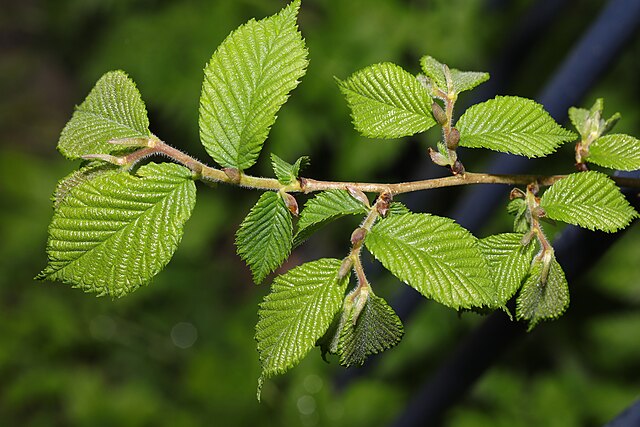 Elm (Ulmas sp.) Identification