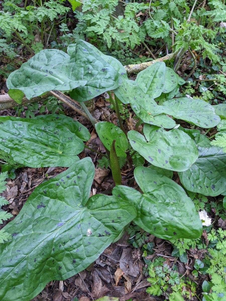 Toxic to Touch: Toxic Plants to Avoid on Your Foraging Adventures