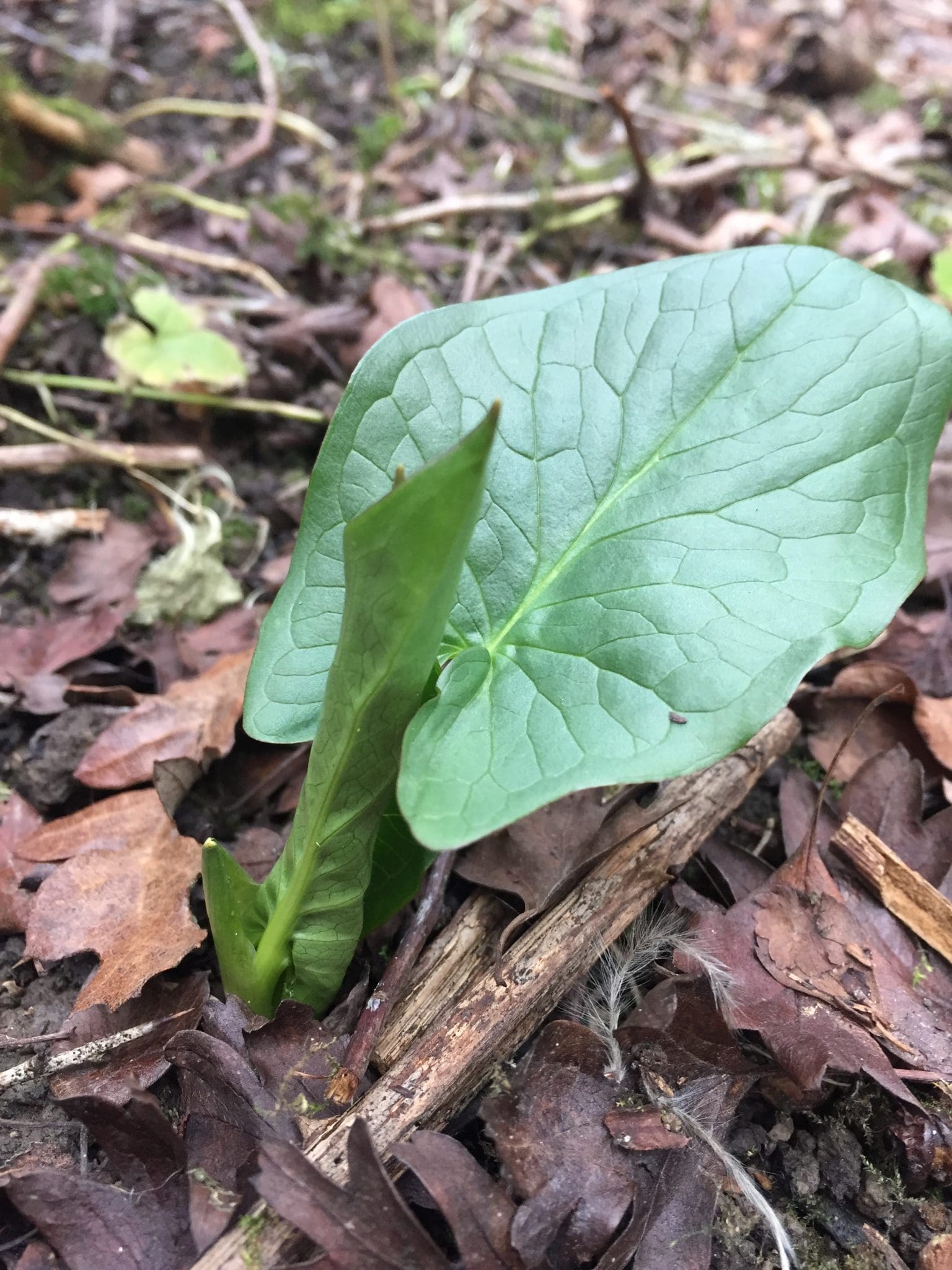 Toxic to Touch: Toxic Plants to Avoid on Your Foraging Adventures