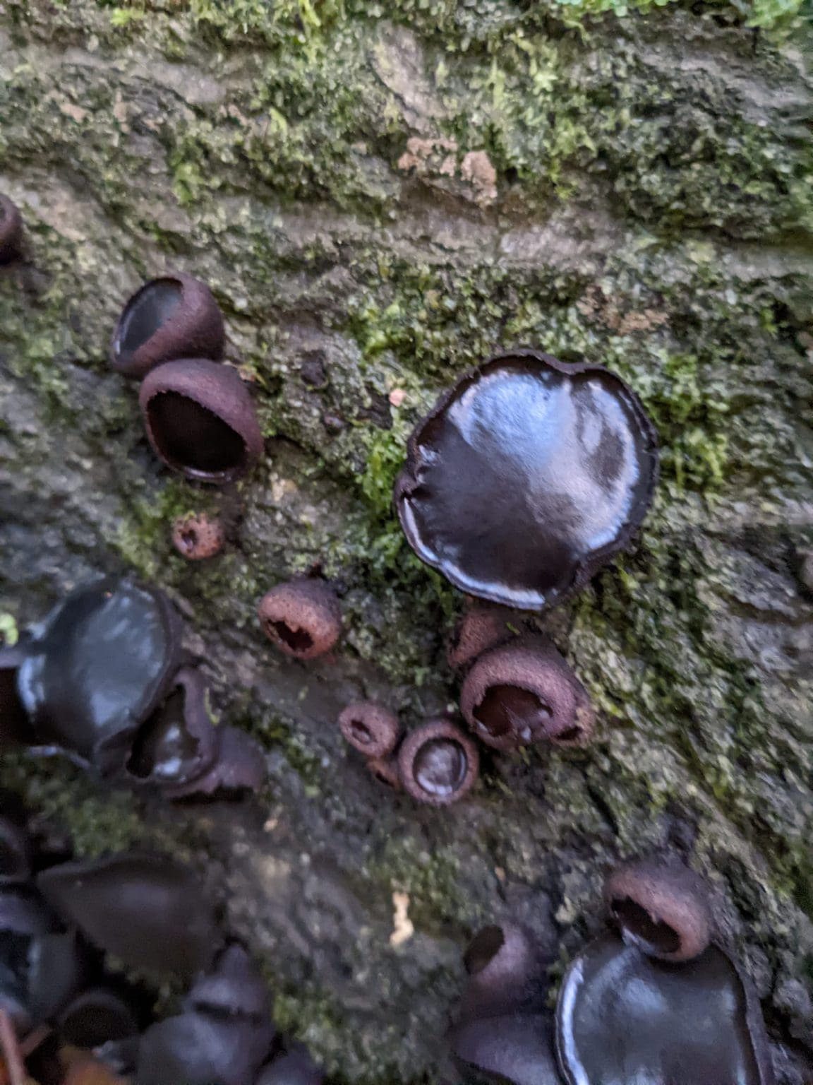 Black Bulgar (Bulgaria inquinans) Identification