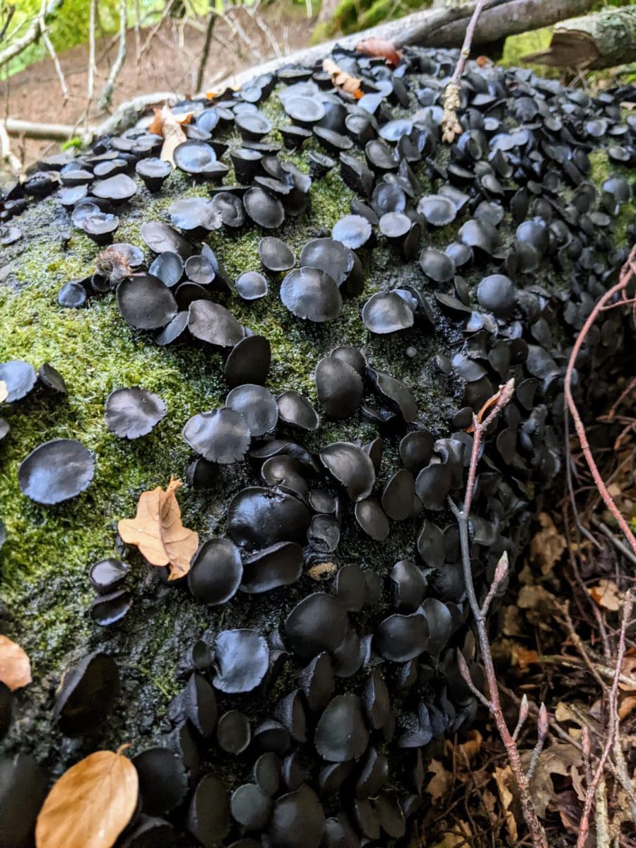 Black Bulgar (Bulgaria inquinans) Identification