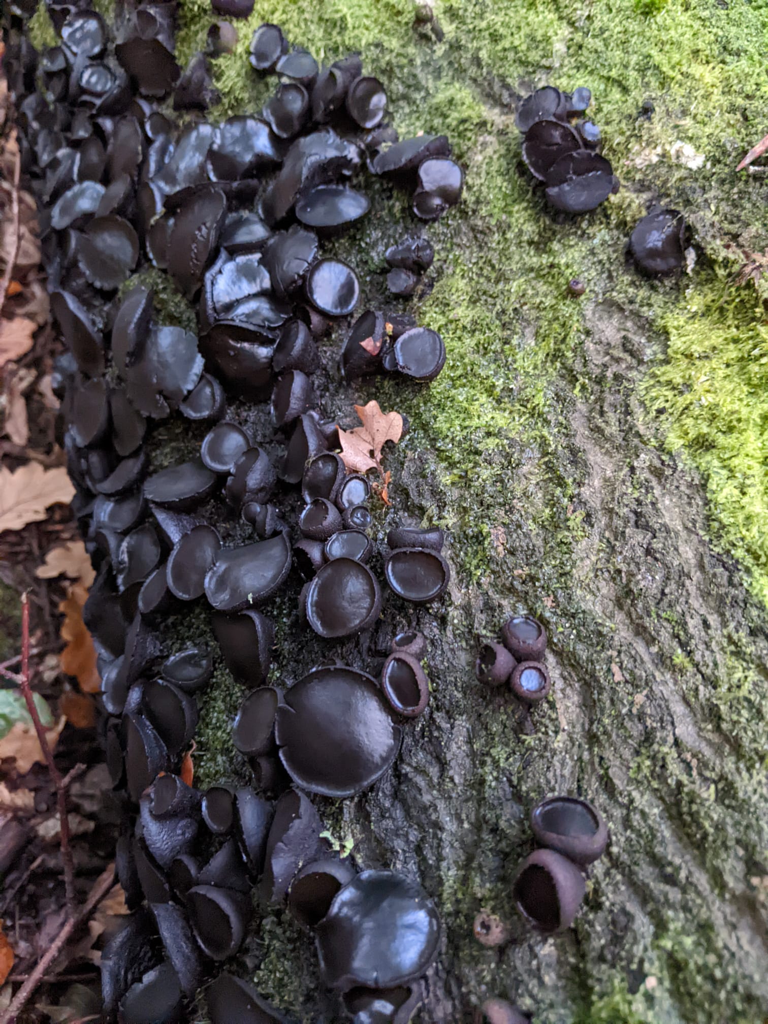 Black Bulgar (Bulgaria inquinans) Identification