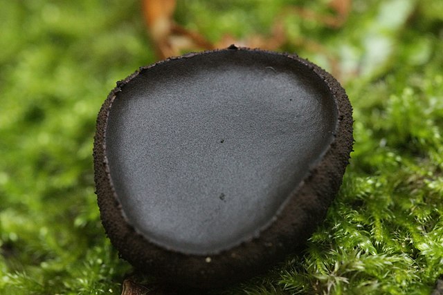 Black Bulgar (Bulgaria inquinans) Identification