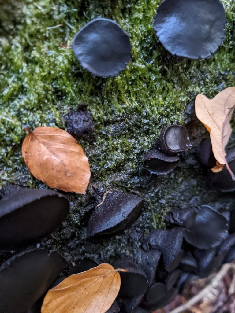 Black Bulgar (Bulgaria inquinans) Identification