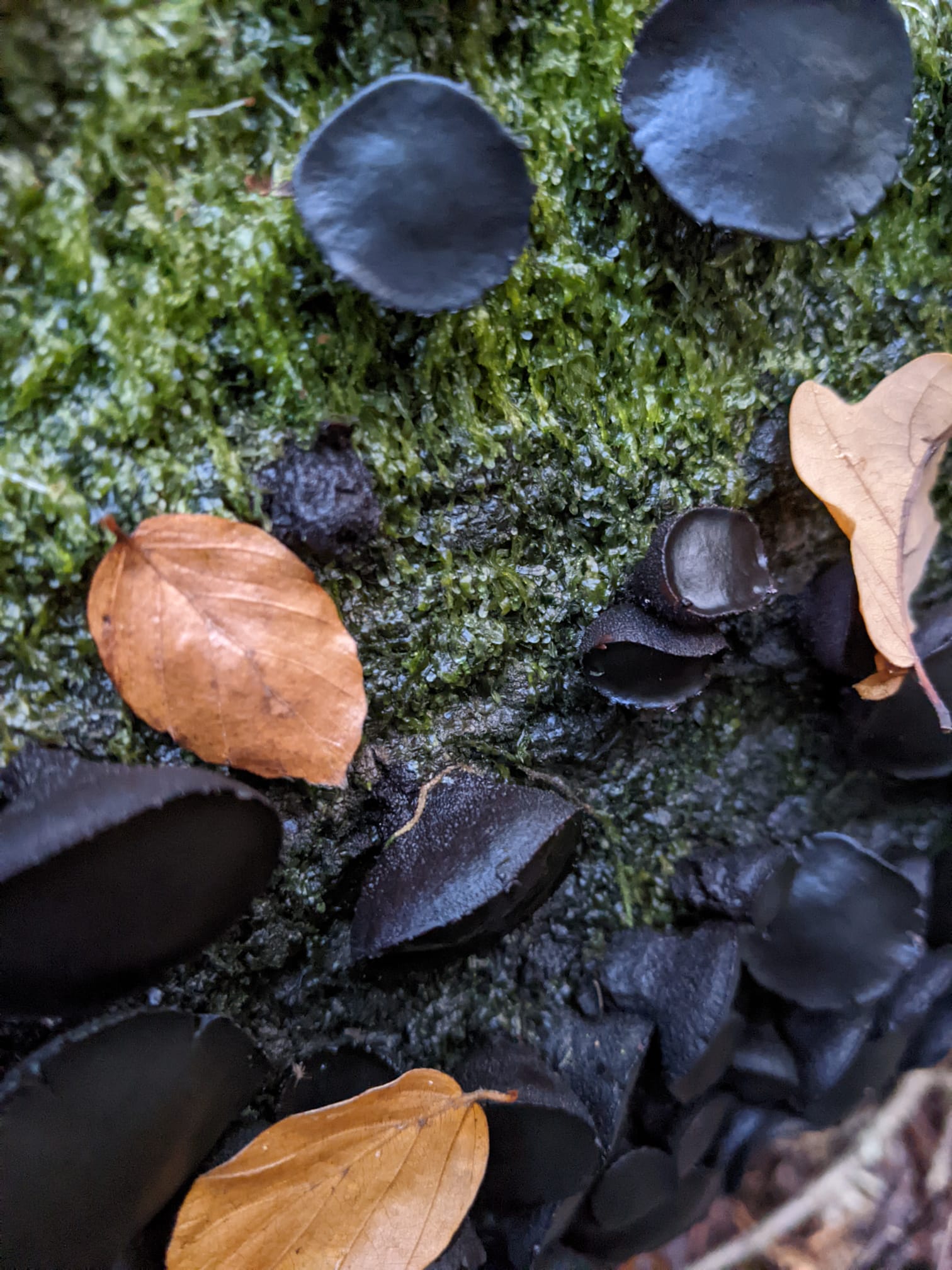 Black Bulgar (Bulgaria inquinans) Identification