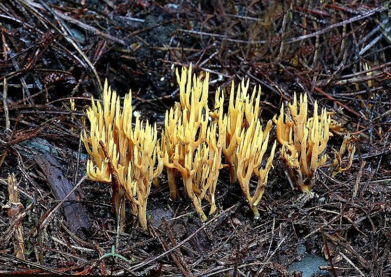 Yellow Stags Horn fungus (Calocera viscosa) Identification