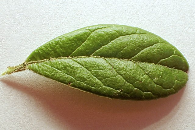 Cowberry (Vaccinium vitis-idaea) Identification