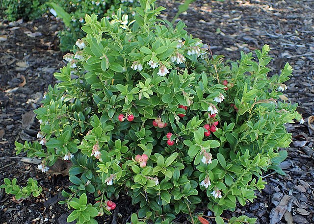 Cowberry (Vaccinium vitis-idaea) Identification