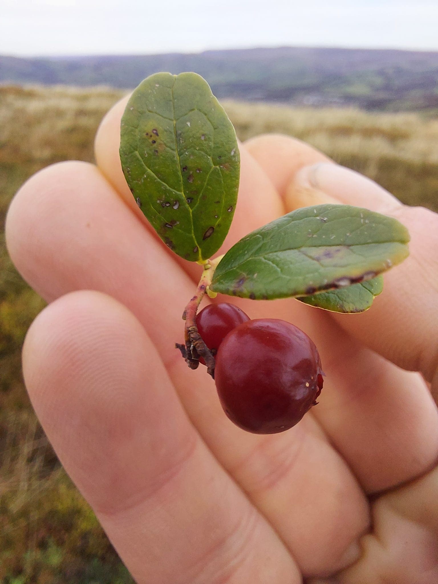 Cowberry (Vaccinium vitis-idaea) Identification