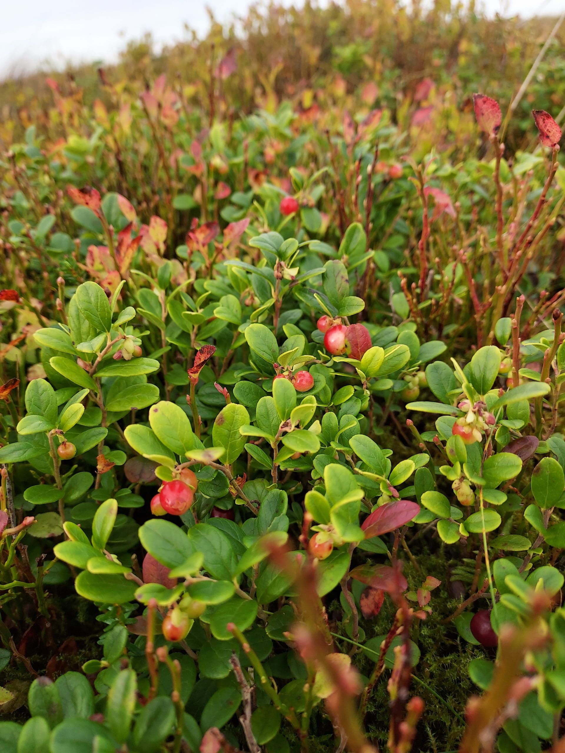 Cowberry (Vaccinium vitis-idaea) Identification
