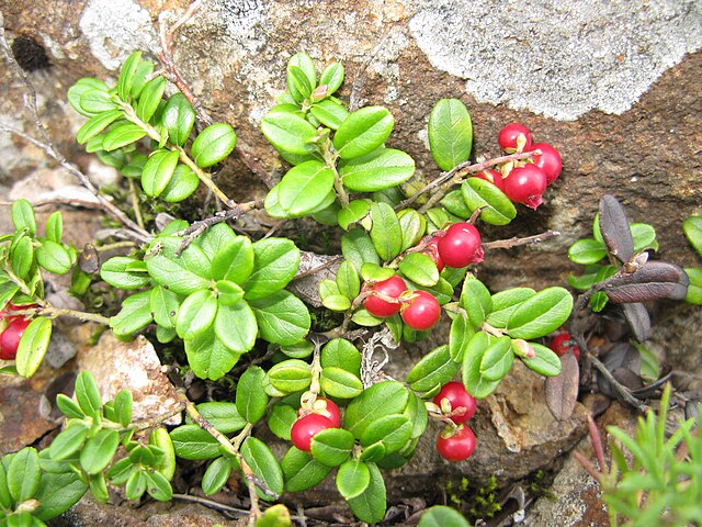 Cowberry (Vaccinium vitis-idaea) Identification