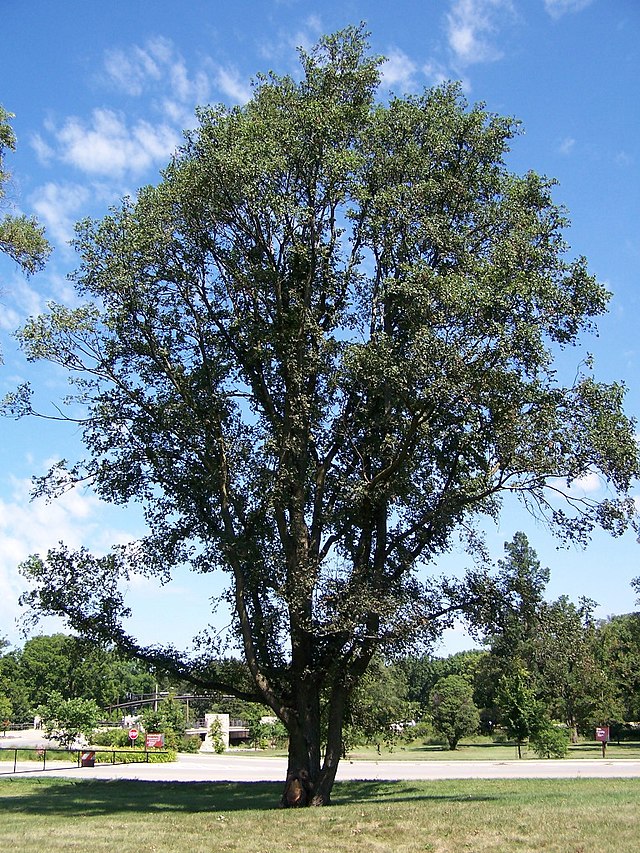 Elm (Ulmas sp.) Identification