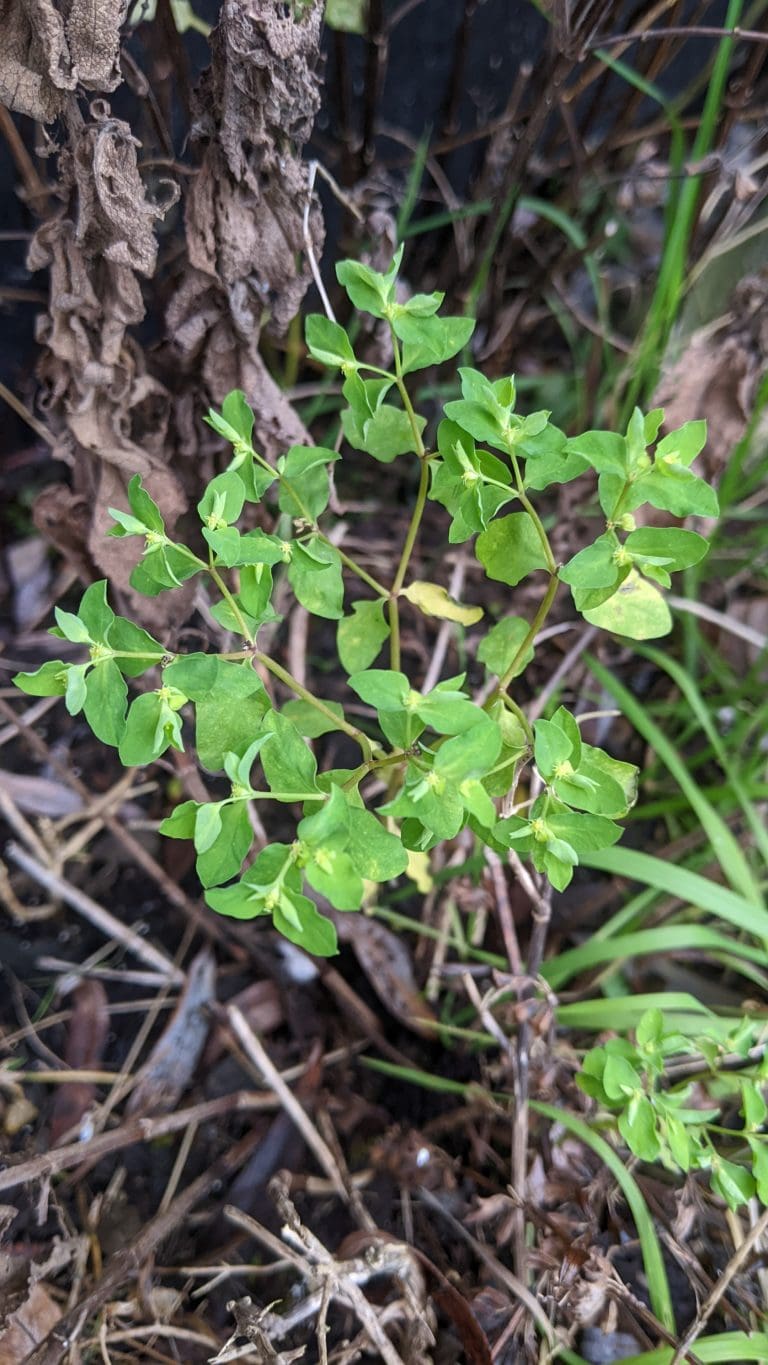 Toxic to Touch: Toxic Plants to Avoid on Your Foraging Adventures