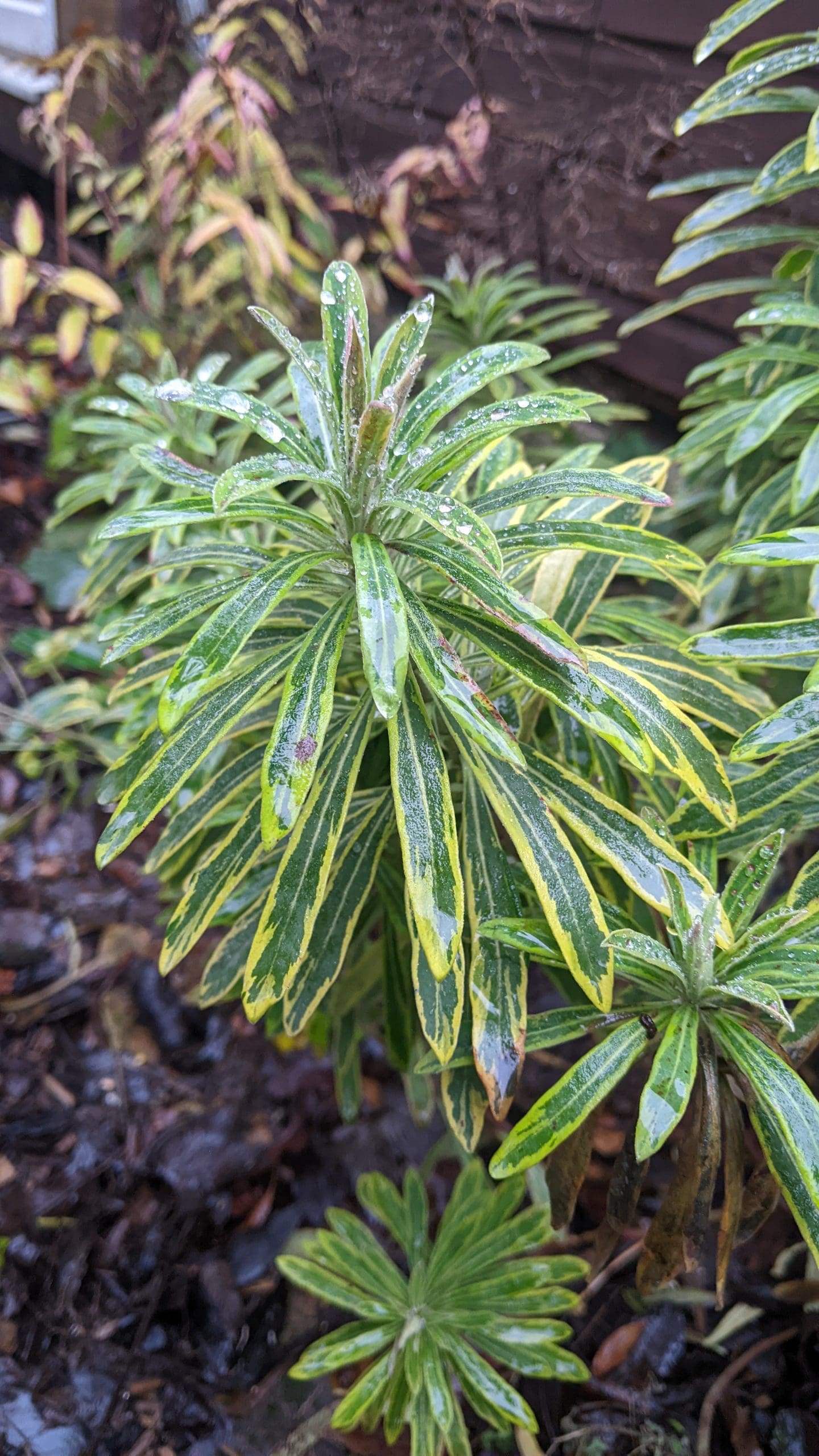 Toxic to Touch: Toxic Plants to Avoid on Your Foraging Adventures