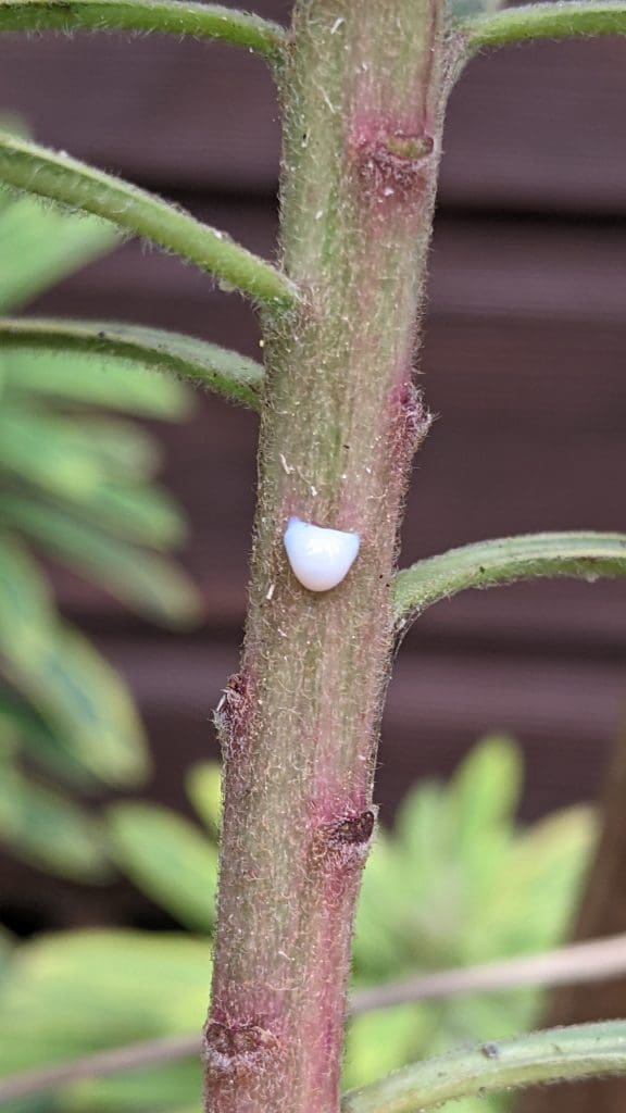 Toxic to Touch: Toxic Plants to Avoid on Your Foraging Adventures