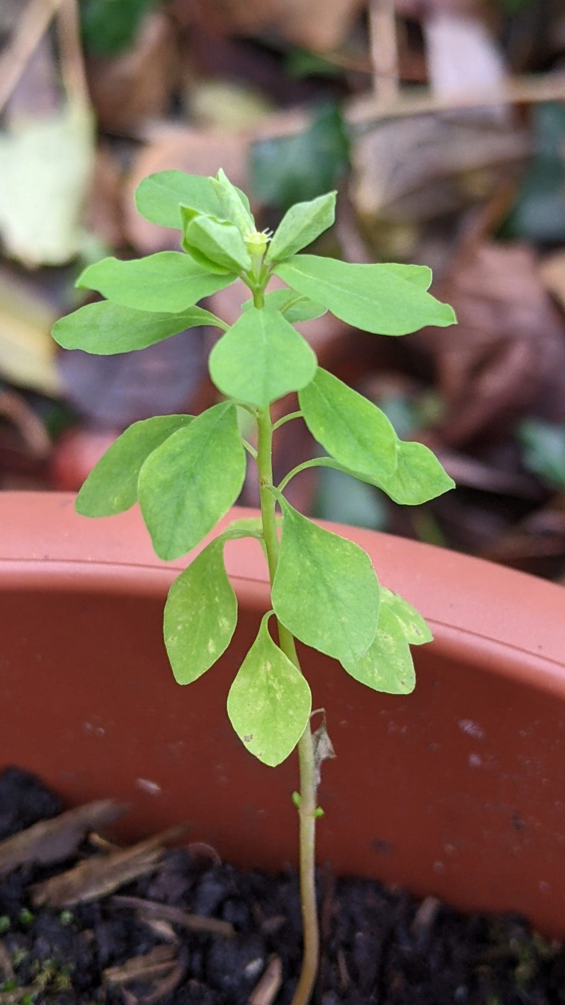 Toxic to Touch: Toxic Plants to Avoid on Your Foraging Adventures