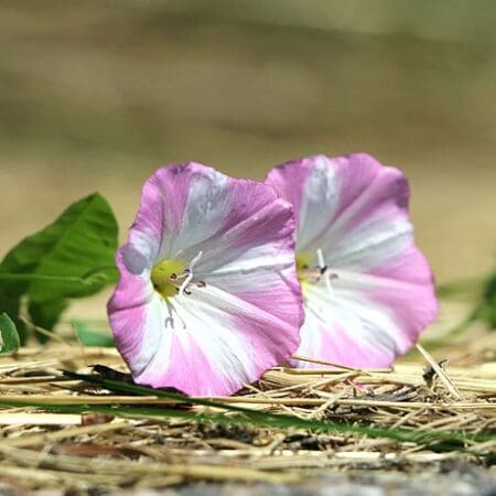 Field Bindweed (Convolvulus arvensis) Identification