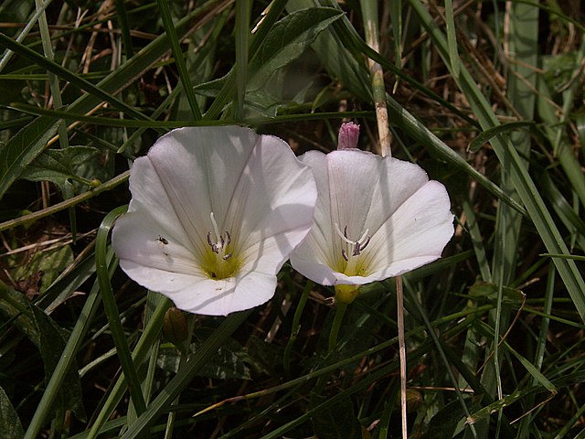 Field Bindweed (Convolvulus arvensis) Identification
