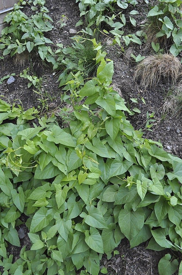 Field Bindweed (Convolvulus arvensis) Identification