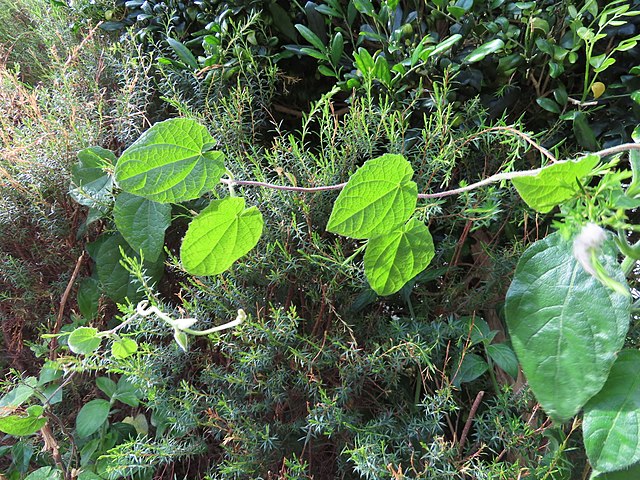 Field Bindweed (Convolvulus arvensis) Identification