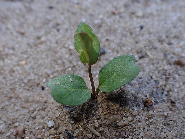 Field Bindweed (Convolvulus arvensis) Identification