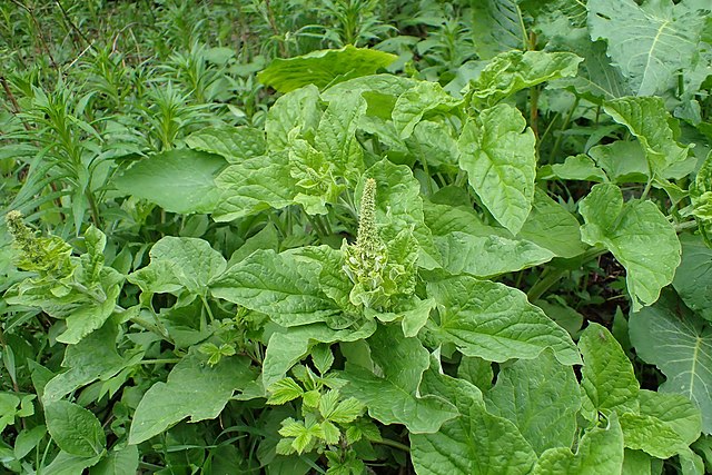 Good King Henry (Blitum bonus-henricus): Identification