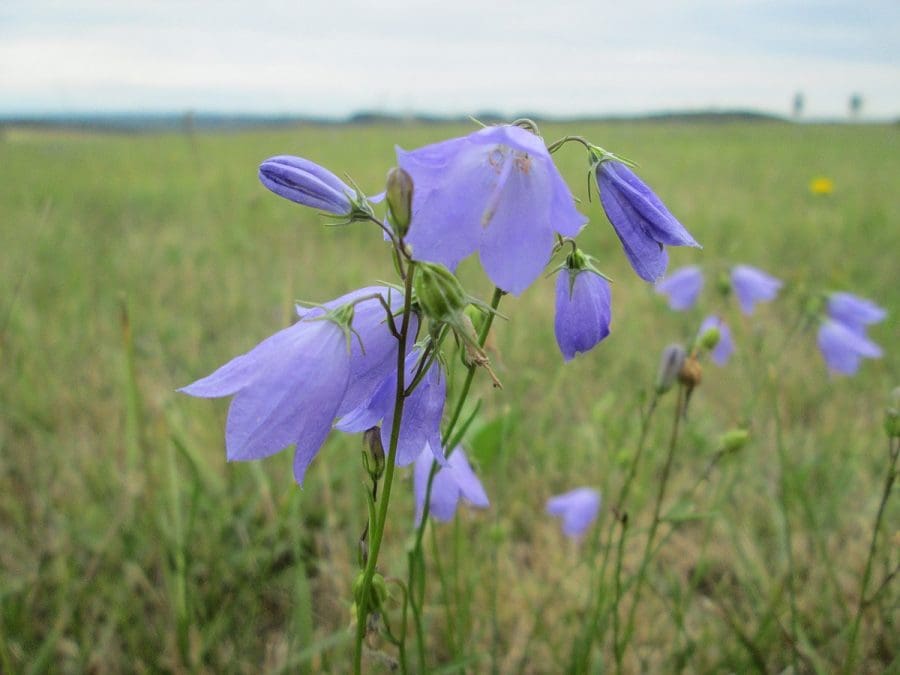 Harebell (Campanula rotundifolia) Identification