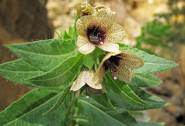 Henbane (Hyoscyamus Niger) Identification