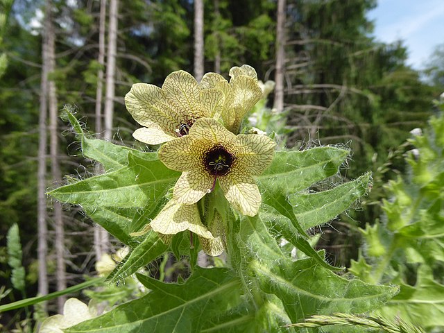 Henbane (Hyoscyamus Niger) Identification