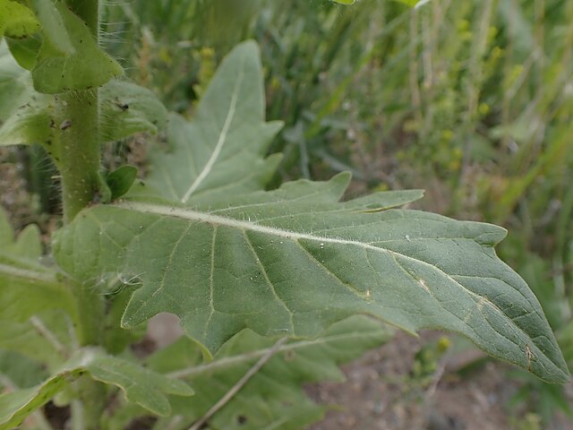 Henbane (Hyoscyamus Niger) Identification