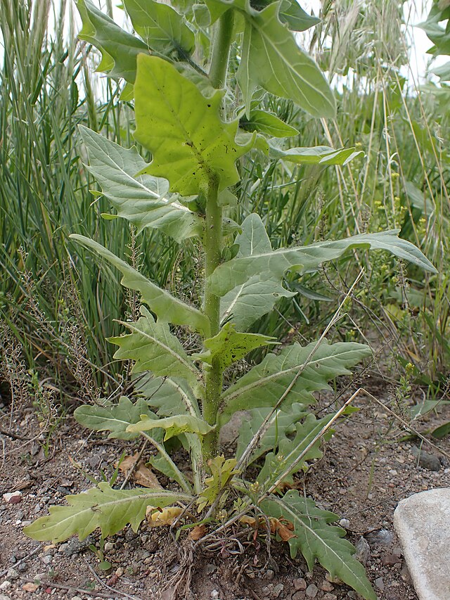Henbane (Hyoscyamus Niger) Identification
