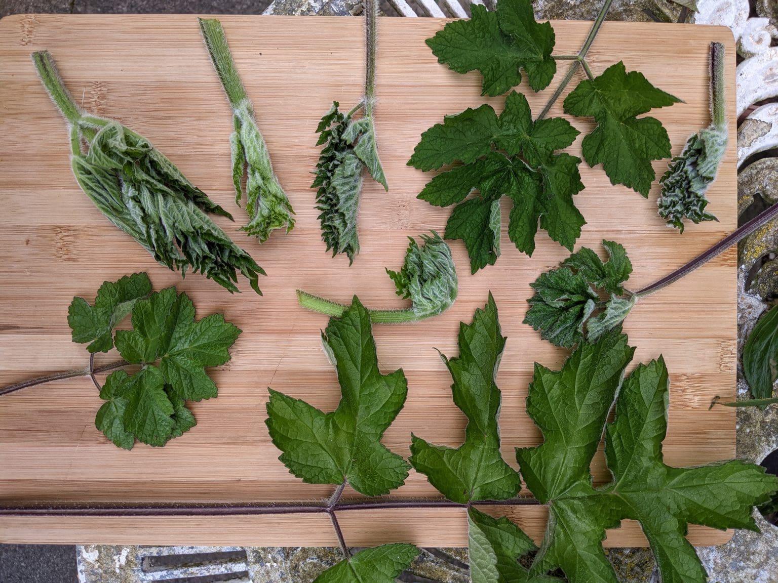 Toxic to Touch: Toxic Plants to Avoid on Your Foraging Adventures