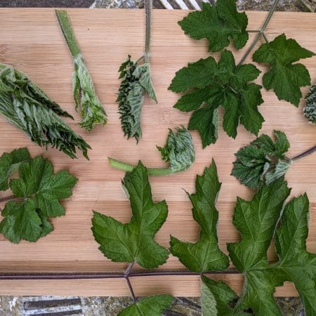 Common Hogweed (Heracleum Sphondylium) Identification
