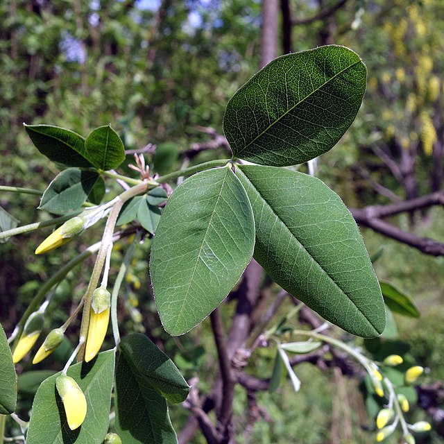 Laburnum (Laburnum anagyroides) Identification