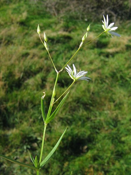 Lesser Stitchwort (Stellaria graminea)