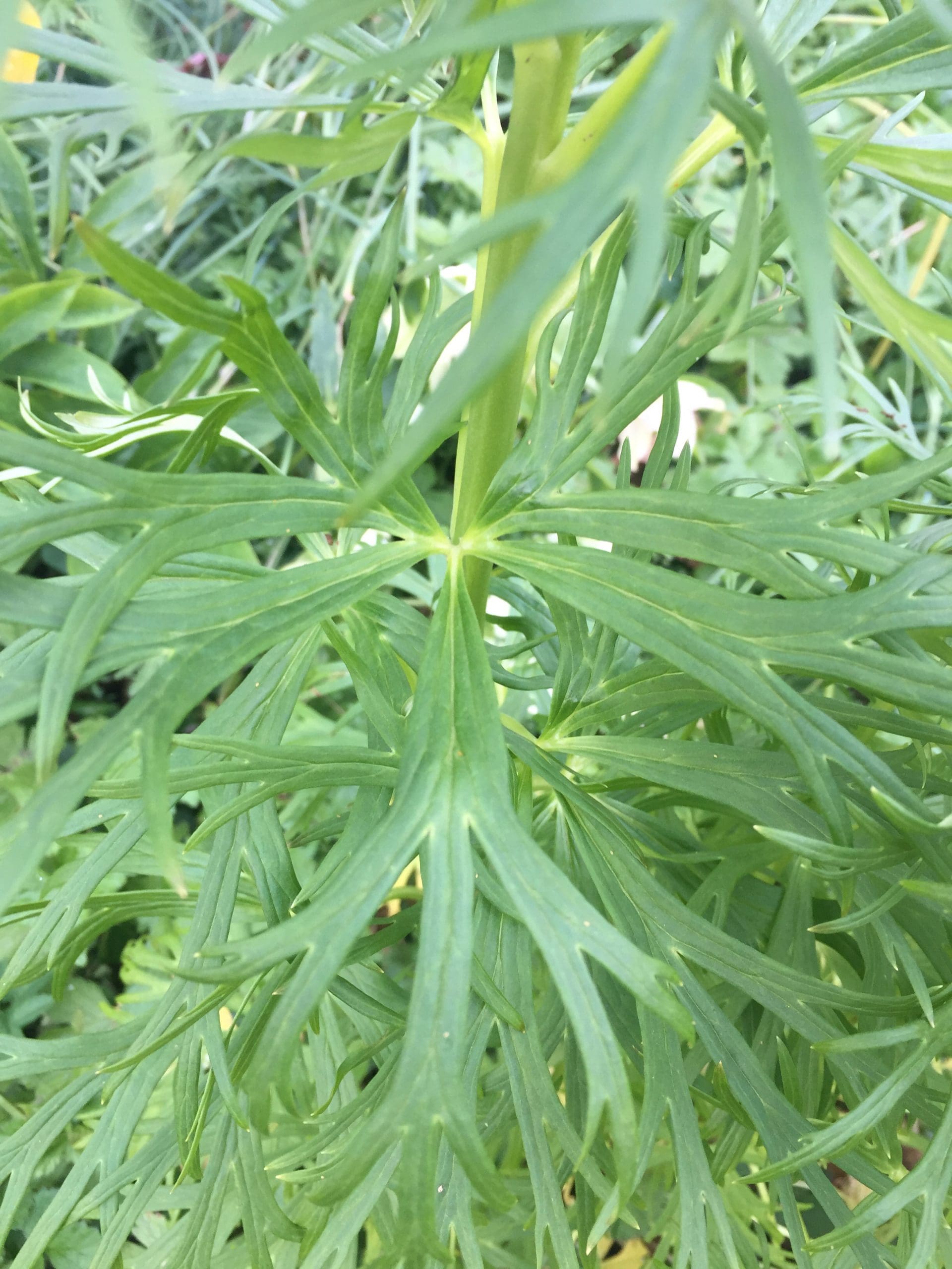 Toxic to Touch: Toxic Plants to Avoid on Your Foraging Adventures
