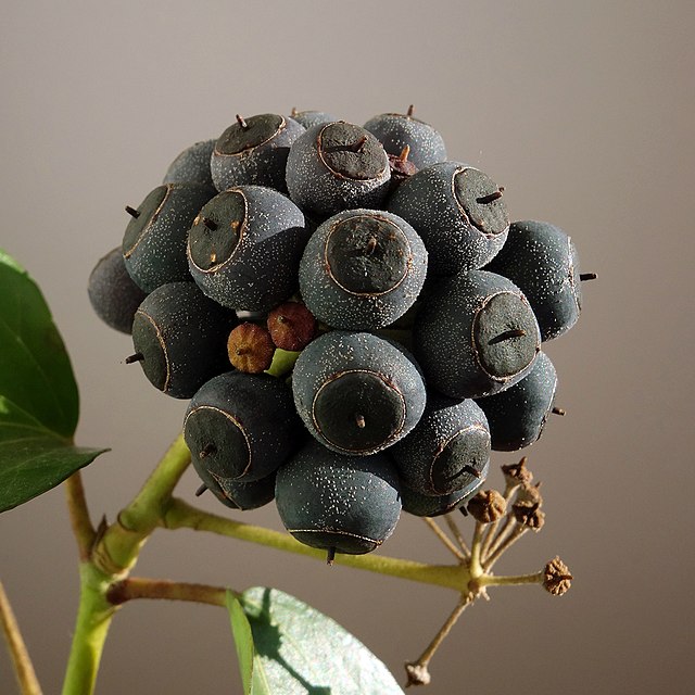 Common Ivy (Hedera Helix) Identification