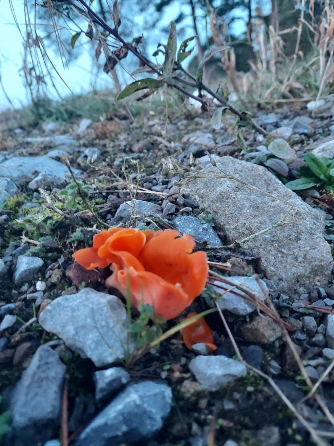 Orange Peel fungus (Aleuria aurantia) Identification
