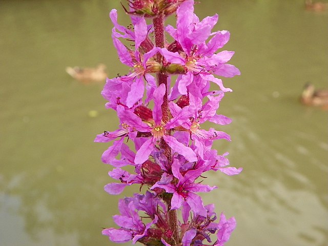 Purple Loosestrife (Lythrum salicaria) Identification & Uses