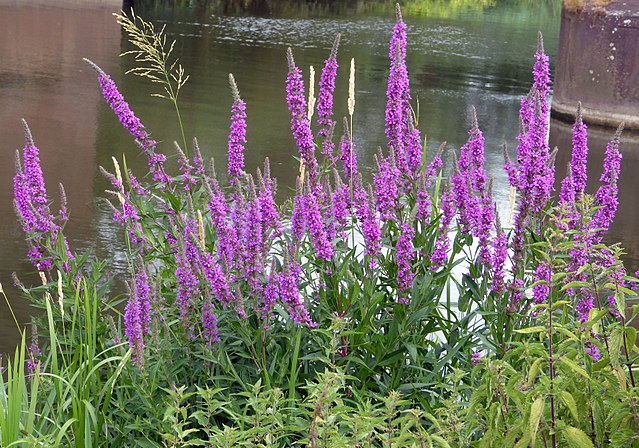 Purple Loosestrife (Lythrum salicaria) Identification & Uses