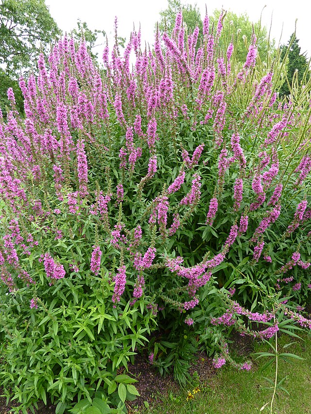 Purple Loosestrife (Lythrum salicaria) Identification & Uses