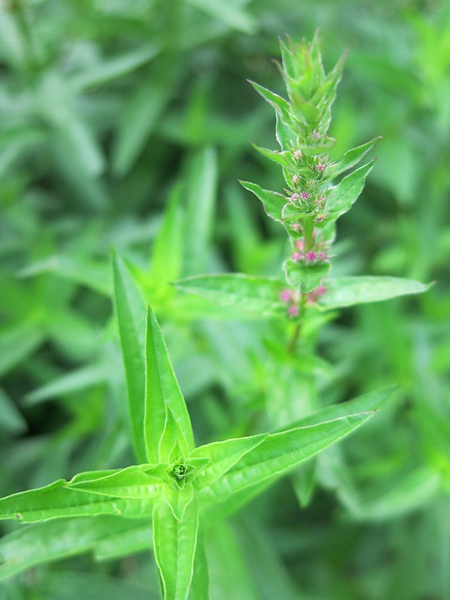 Purple Loosestrife (Lythrum salicaria) Identification & Uses
