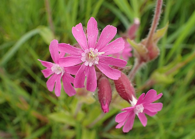 Red Campion (Silene dioica ) Identification