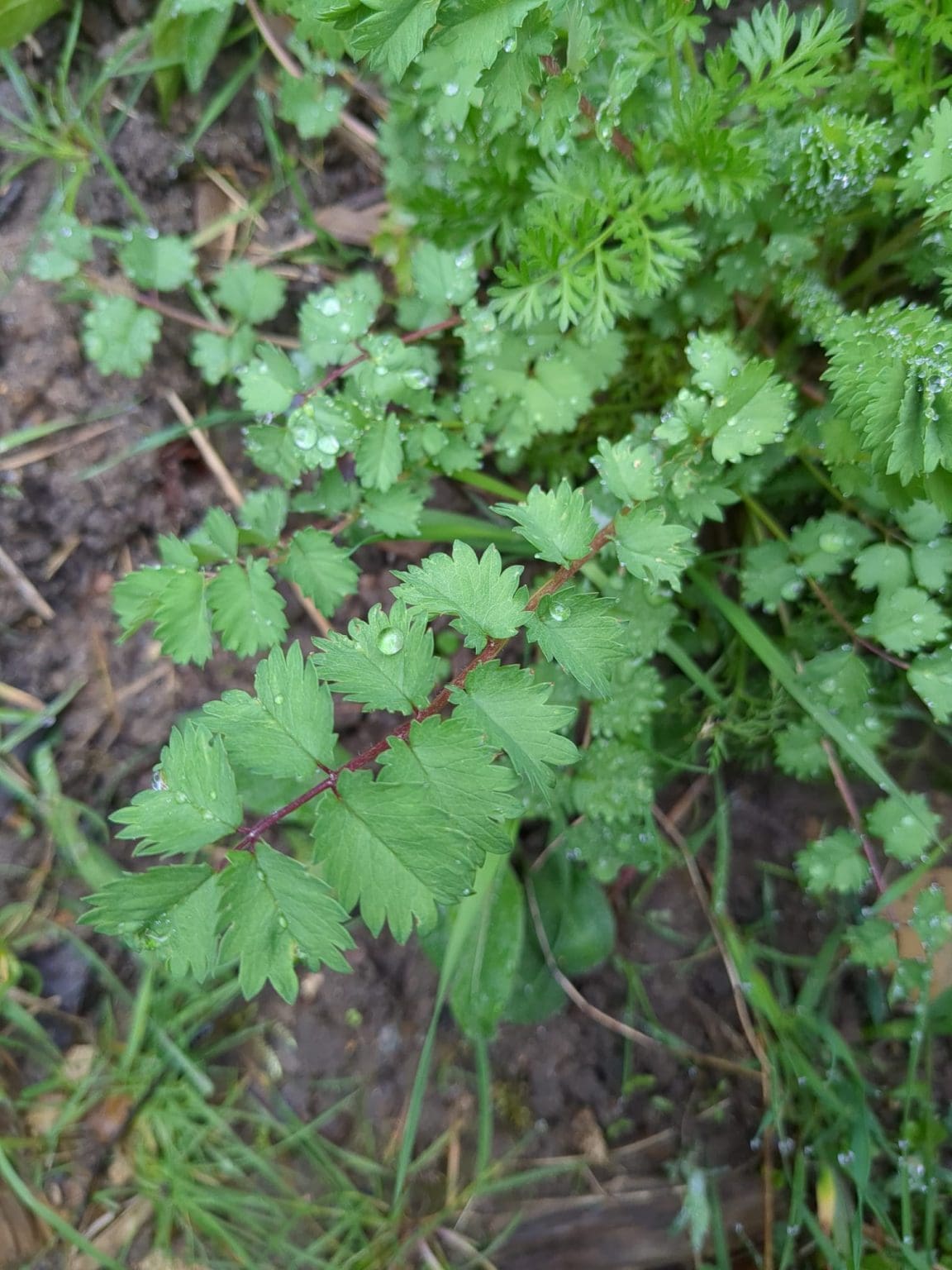 Salad Burnet (Sanguisorba minor) Identification