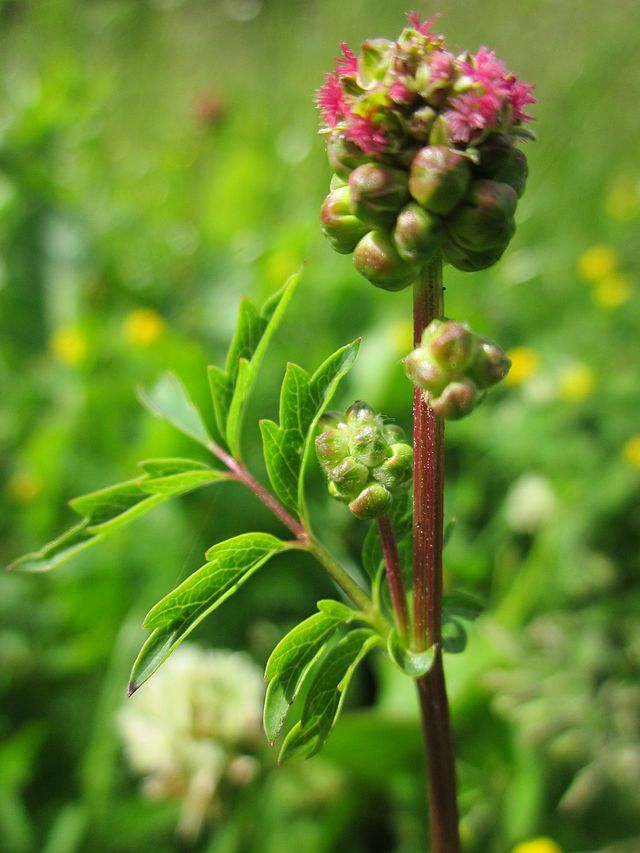 Salad Burnet (Sanguisorba minor) Identification