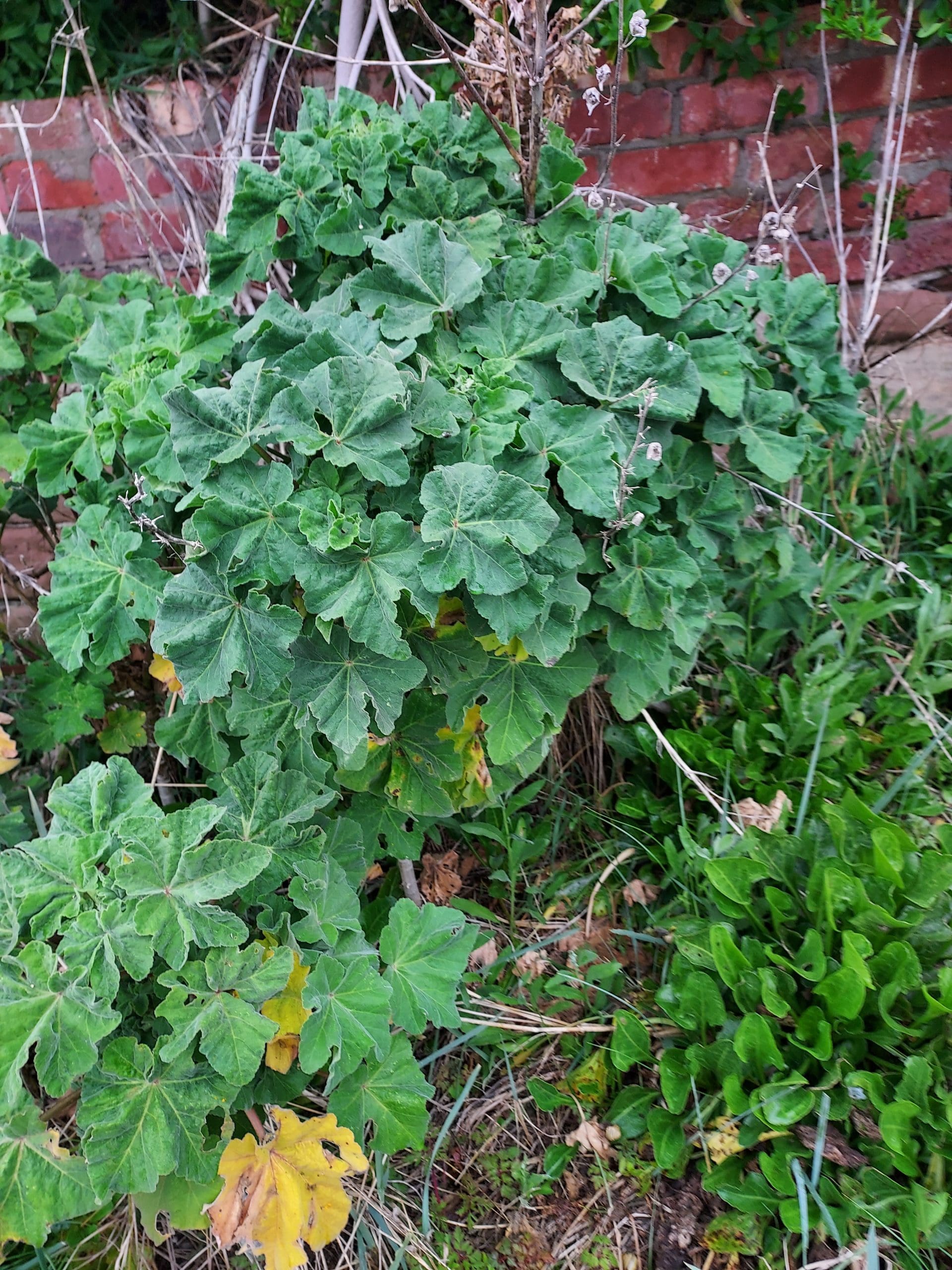Sea Mallow (Malva arborea) Identification