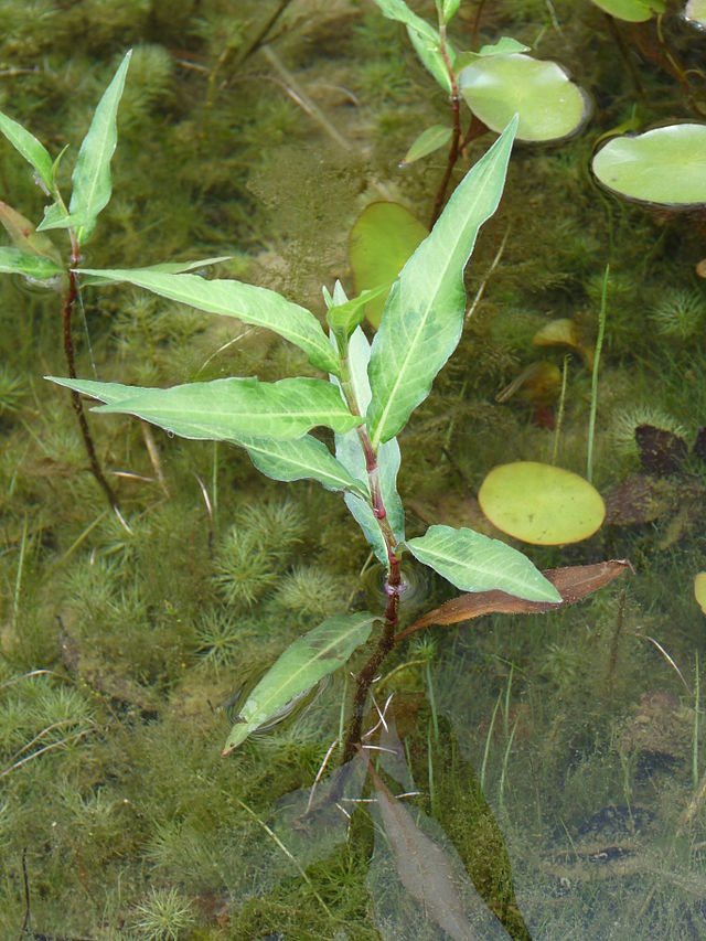 Water Pepper (Persicaria hydropiper) Identification