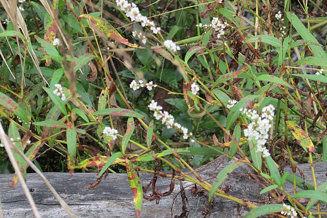 Water Pepper (Persicaria hydropiper) Identification