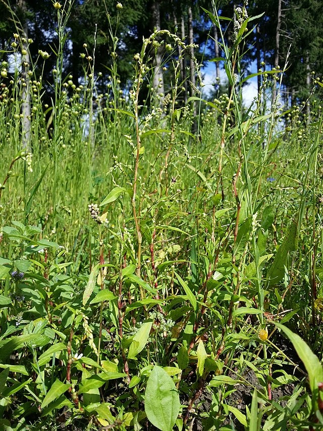 Water Pepper (Persicaria hydropiper) Identification