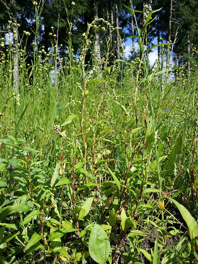 Water Pepper (Persicaria hydropiper) Identification
